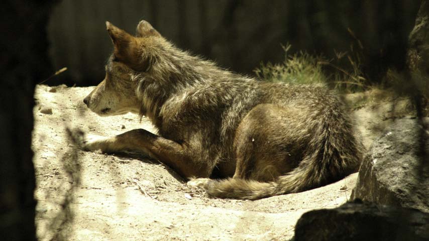 Presas De Lobo
